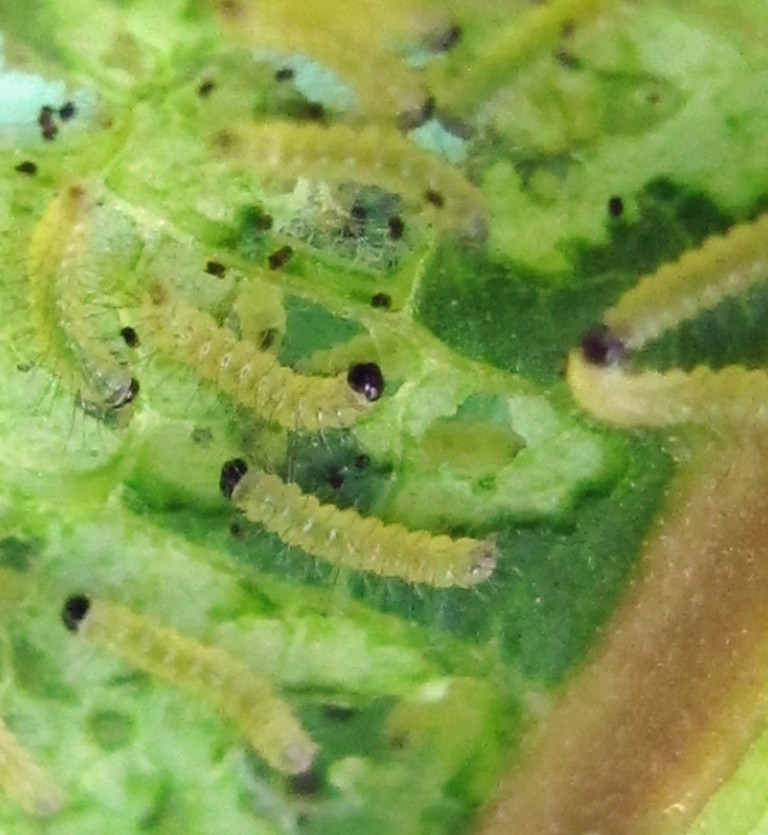 The Wrong Caterpillar on My Milkweeds - Laidback Gardener