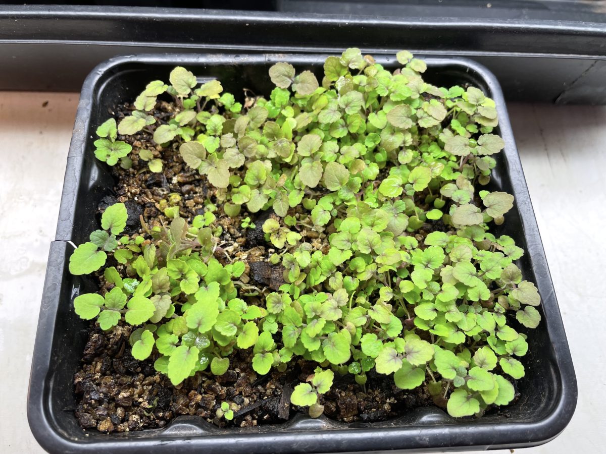 7 Good Reasons for Growing Anise hyssop - Laidback Gardener