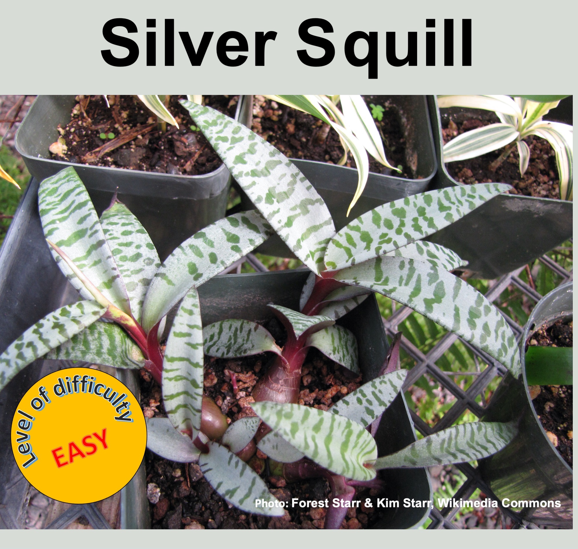 Silver Squill: The October 2022 Houseplant of the Month - Laidback Gardener