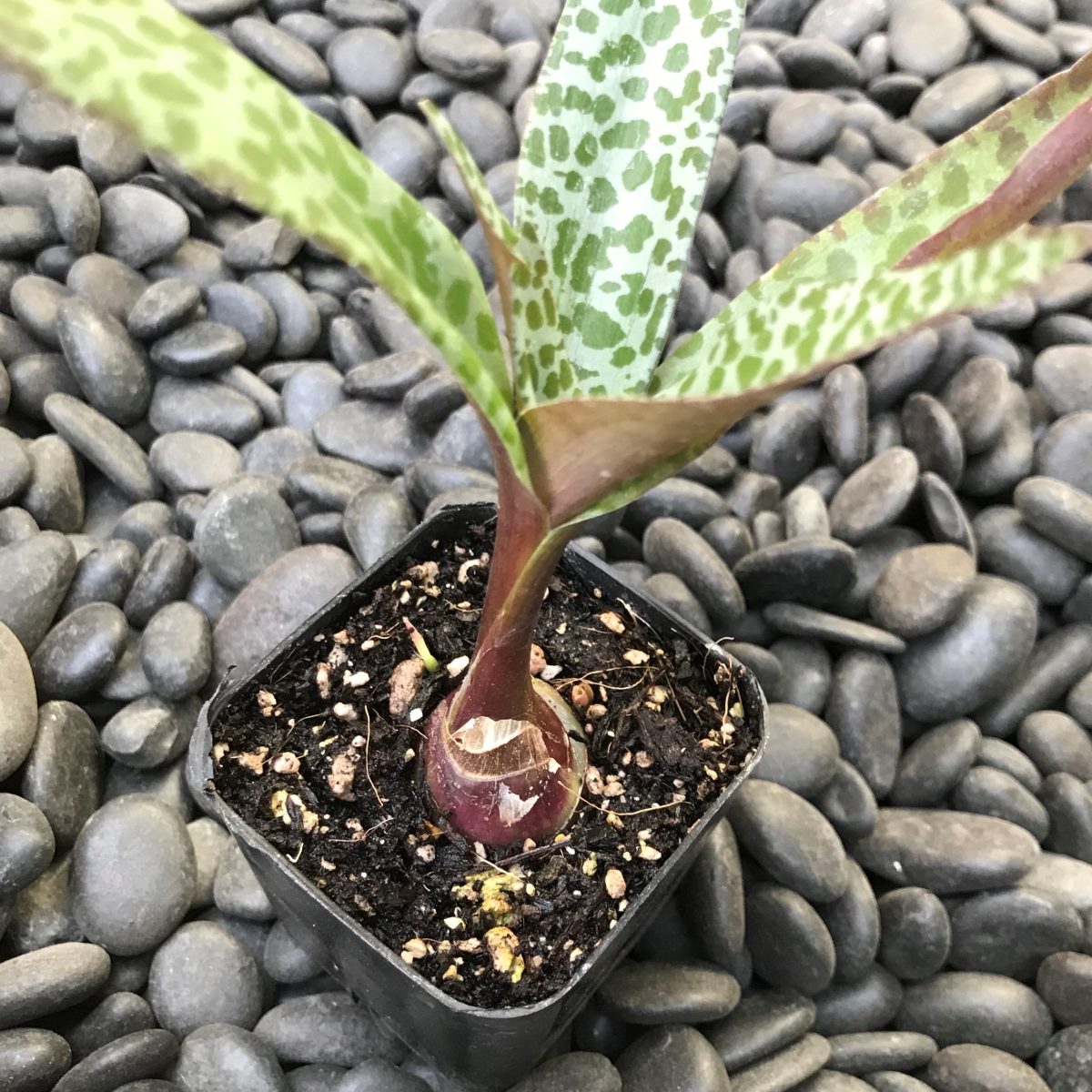 Silver Squill: The October 2022 Houseplant of the Month - Laidback Gardener