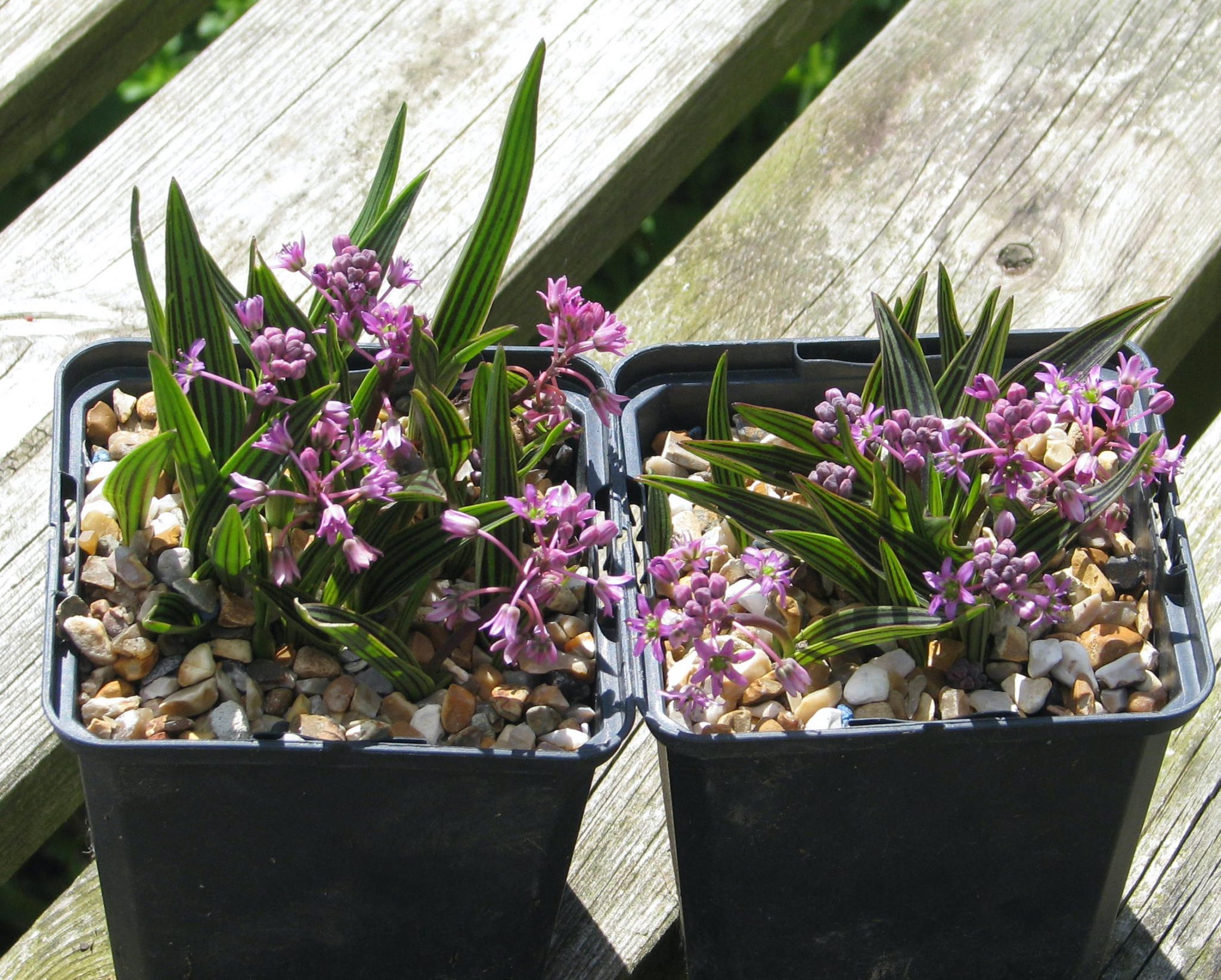 Silver Squill: The October 2022 Houseplant of the Month - Laidback Gardener