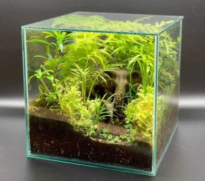 High Humidity Can Compensate for Poor Light - Laidback Gardener