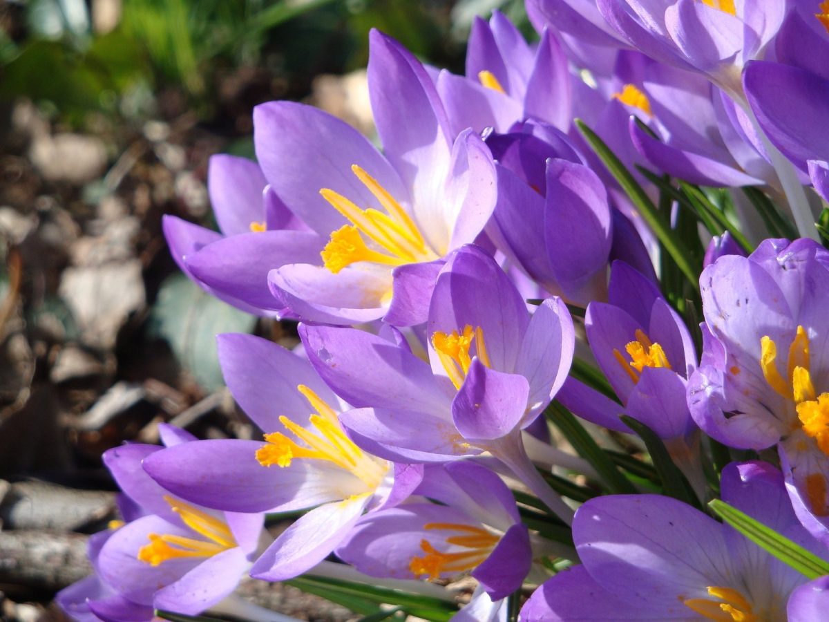 Extend an Early Welcome to Pollinators - Laidback Gardener