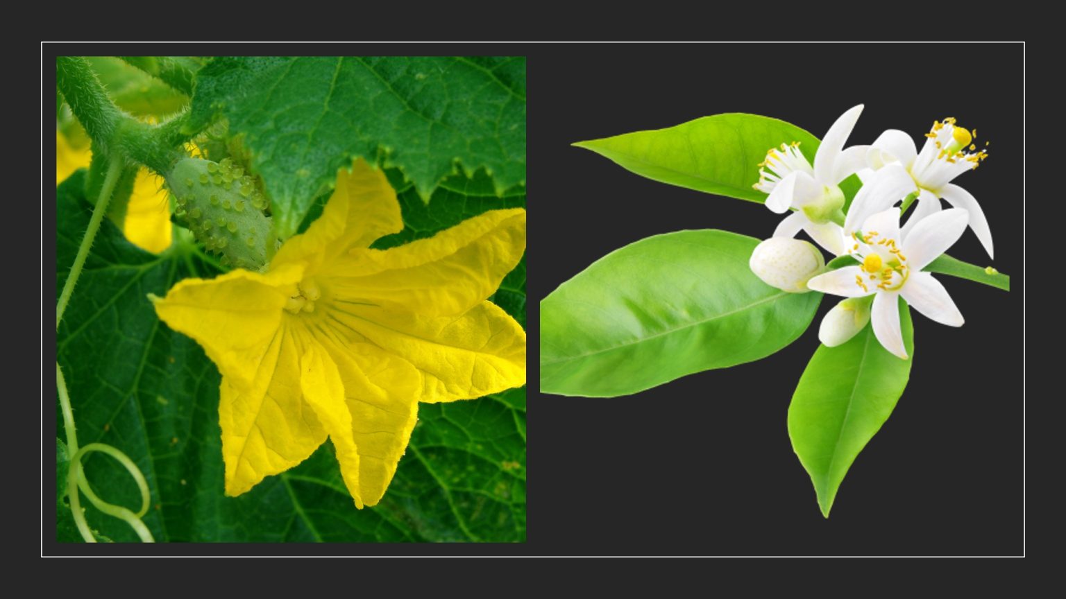 The Story of the Lemon Cucumber - Laidback Gardener