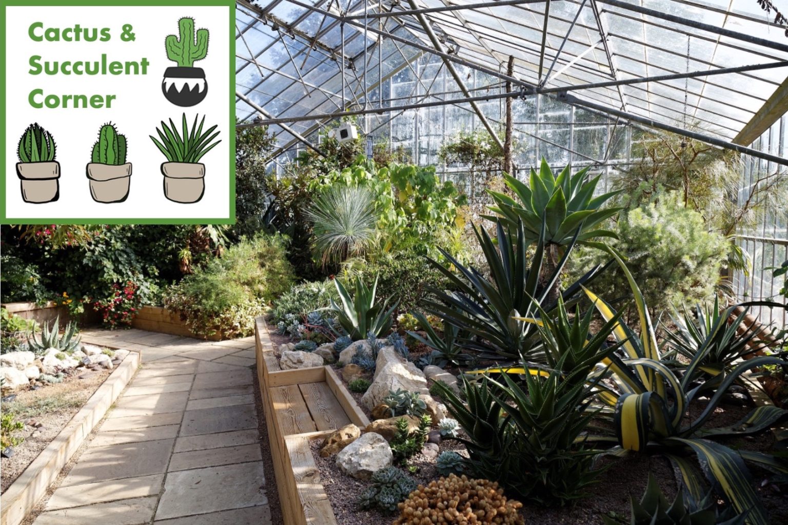 A Thorough Guide on Succulent Care - Laidback Gardener
