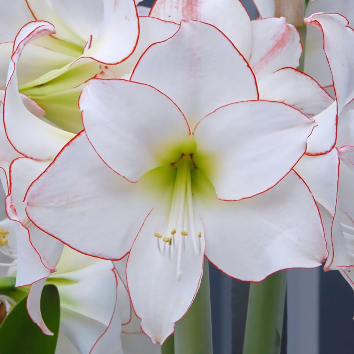 2023: Year of the Amaryllis - Laidback Gardener