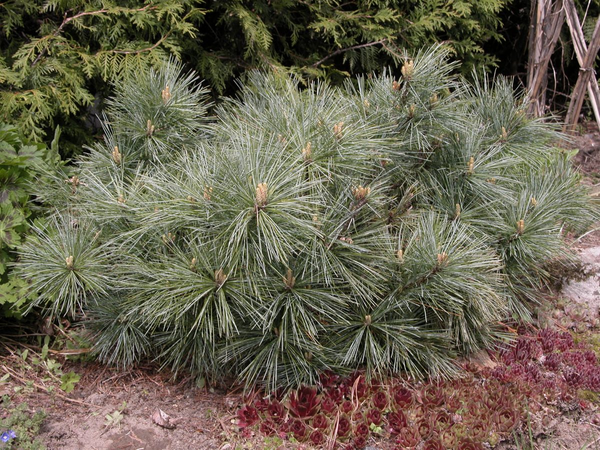 My Selection of Dwarf Conifers for Low-Maintenance Gardens - Laidback ...