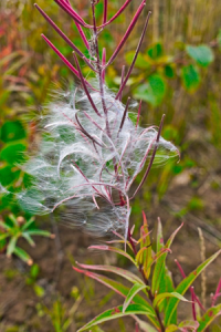 Cold Weather Adaptations for Plants in the Forest - Laidback Gardener