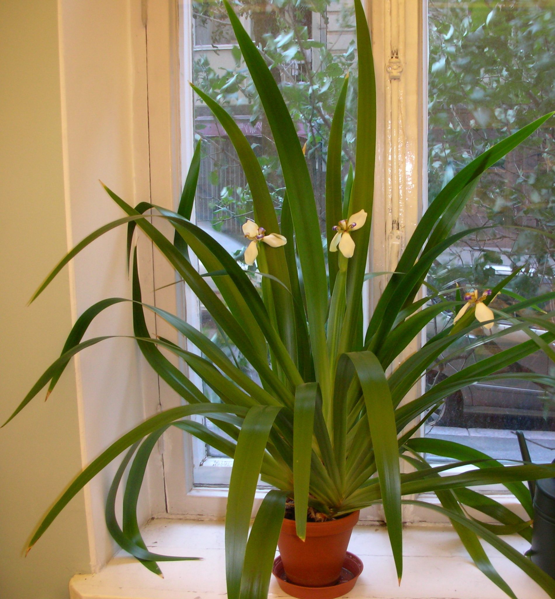 The walking iris, a surprisingly easy houseplant! - Laidback Gardener