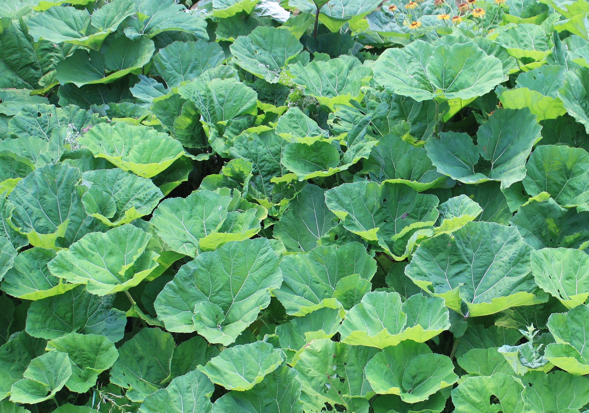 Why I would blacklist giant butterbur as an invasive alien plant ...