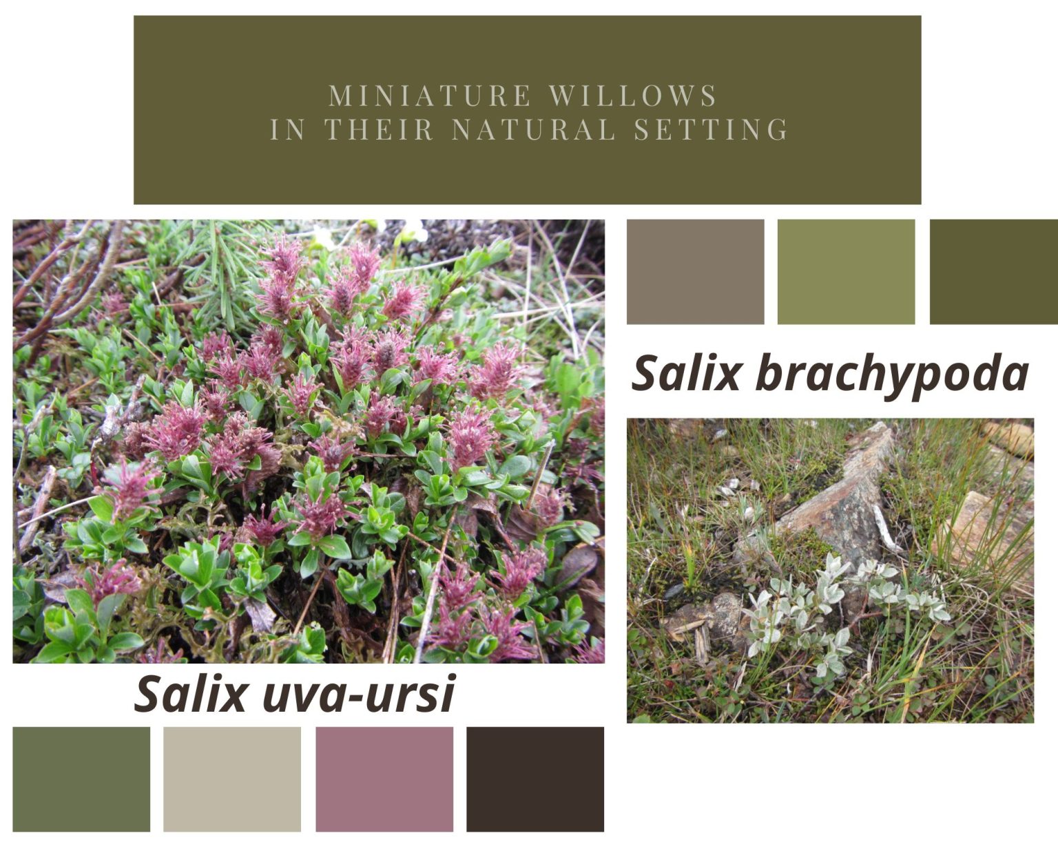 Discover Miniature Willows - Laidback Gardener