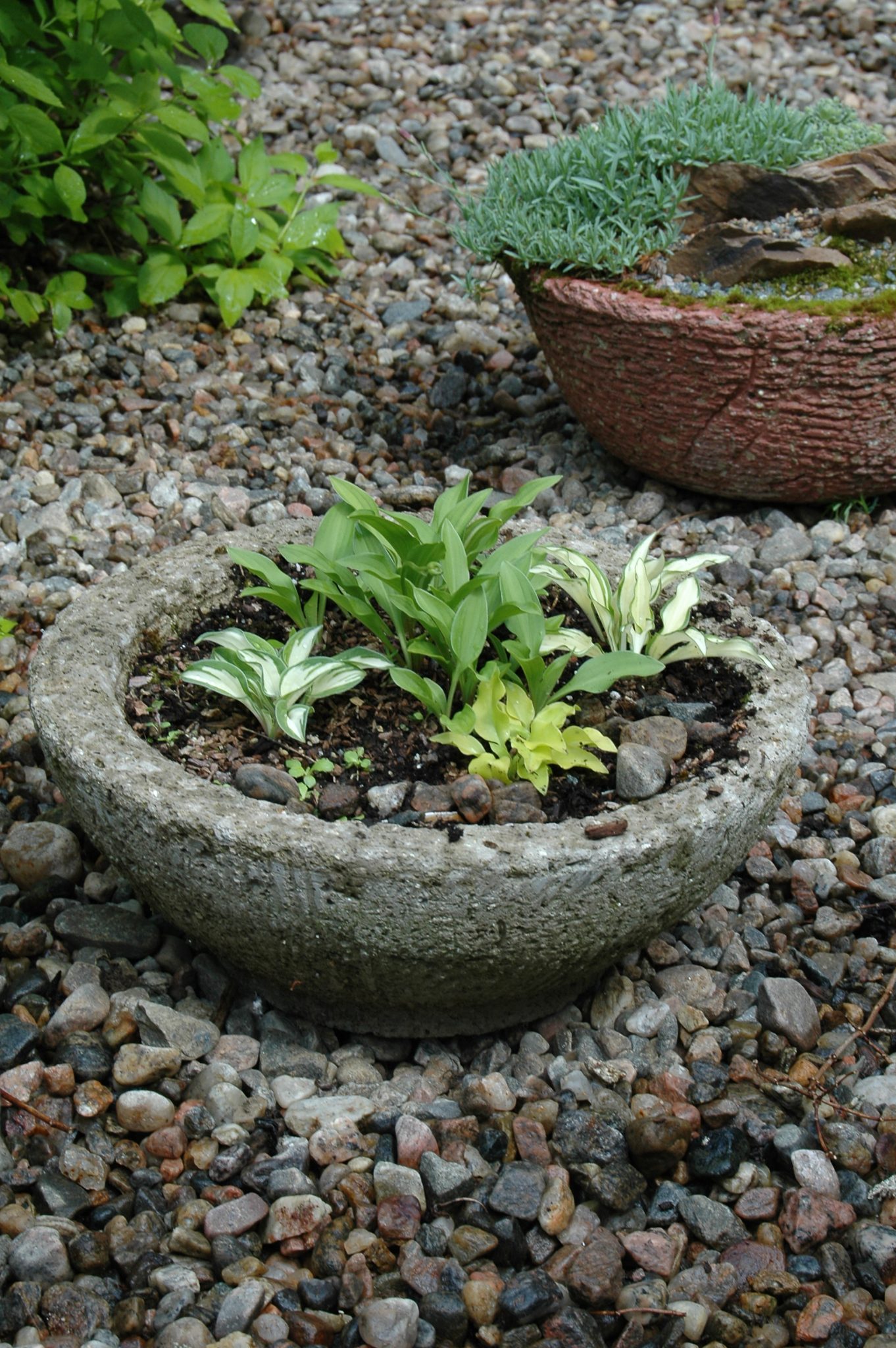 Why Grow Plants in Troughs? - Laidback Gardener