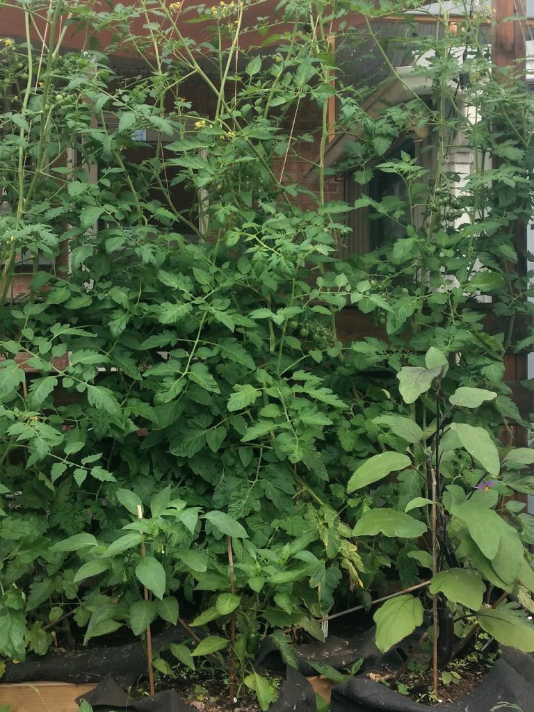 Create an Edible Plant Screen - Laidback Gardener