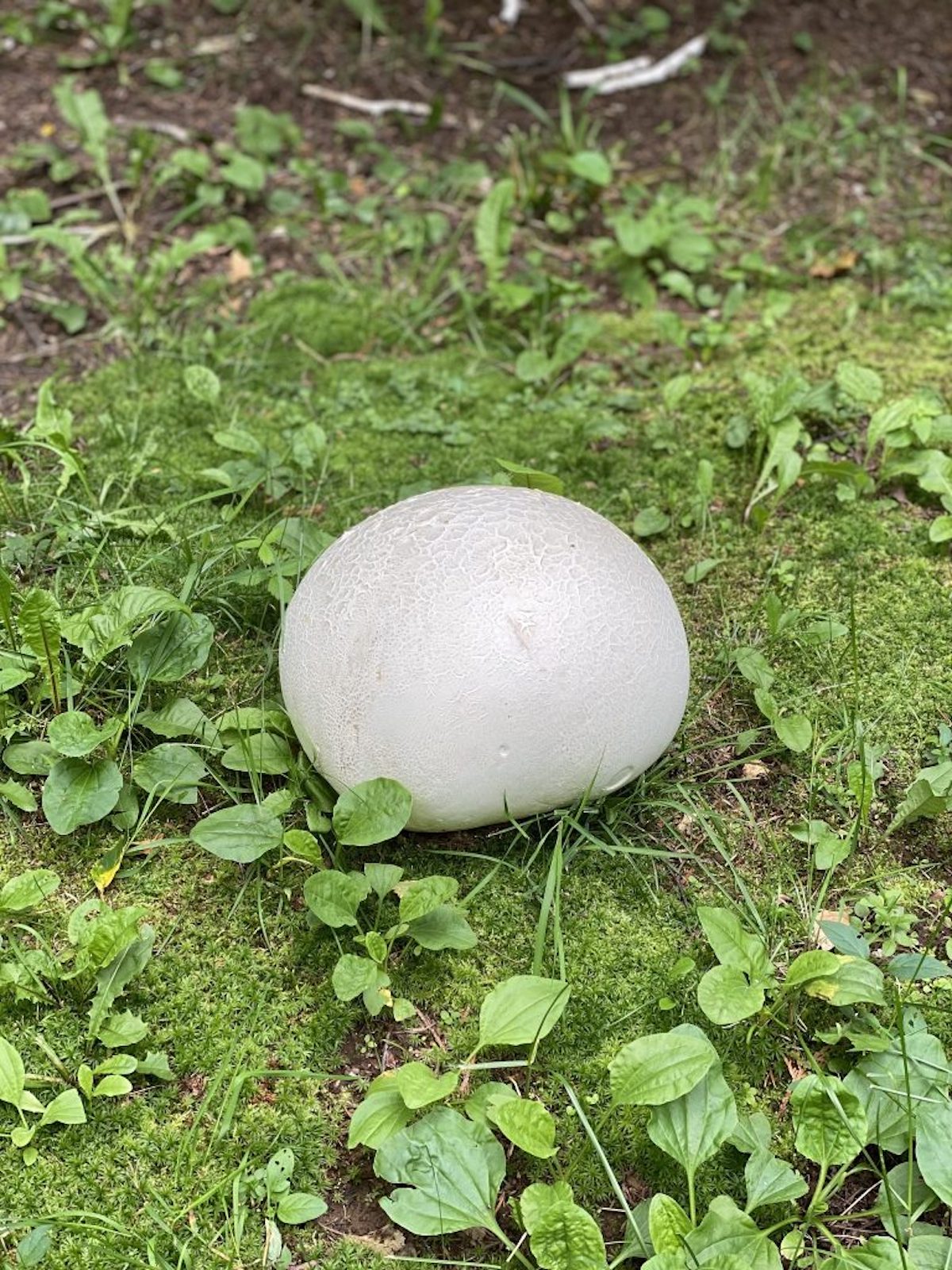Puffballs In Garden