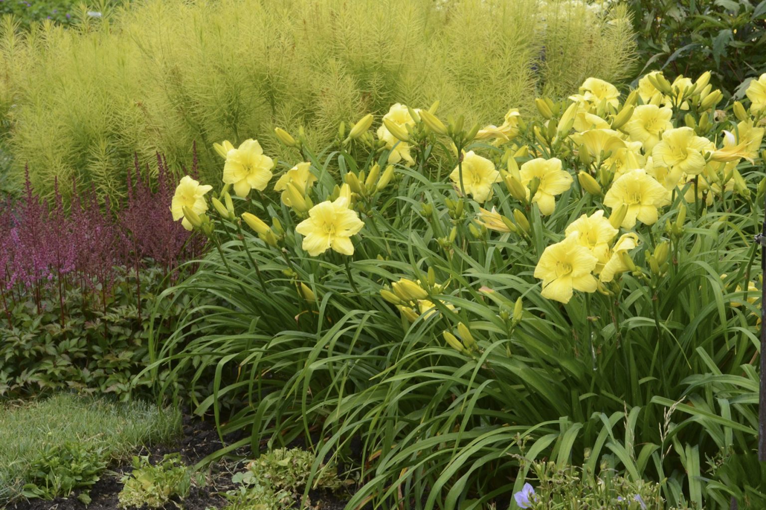 Daylilies That Bloom in Fall - Laidback Gardener