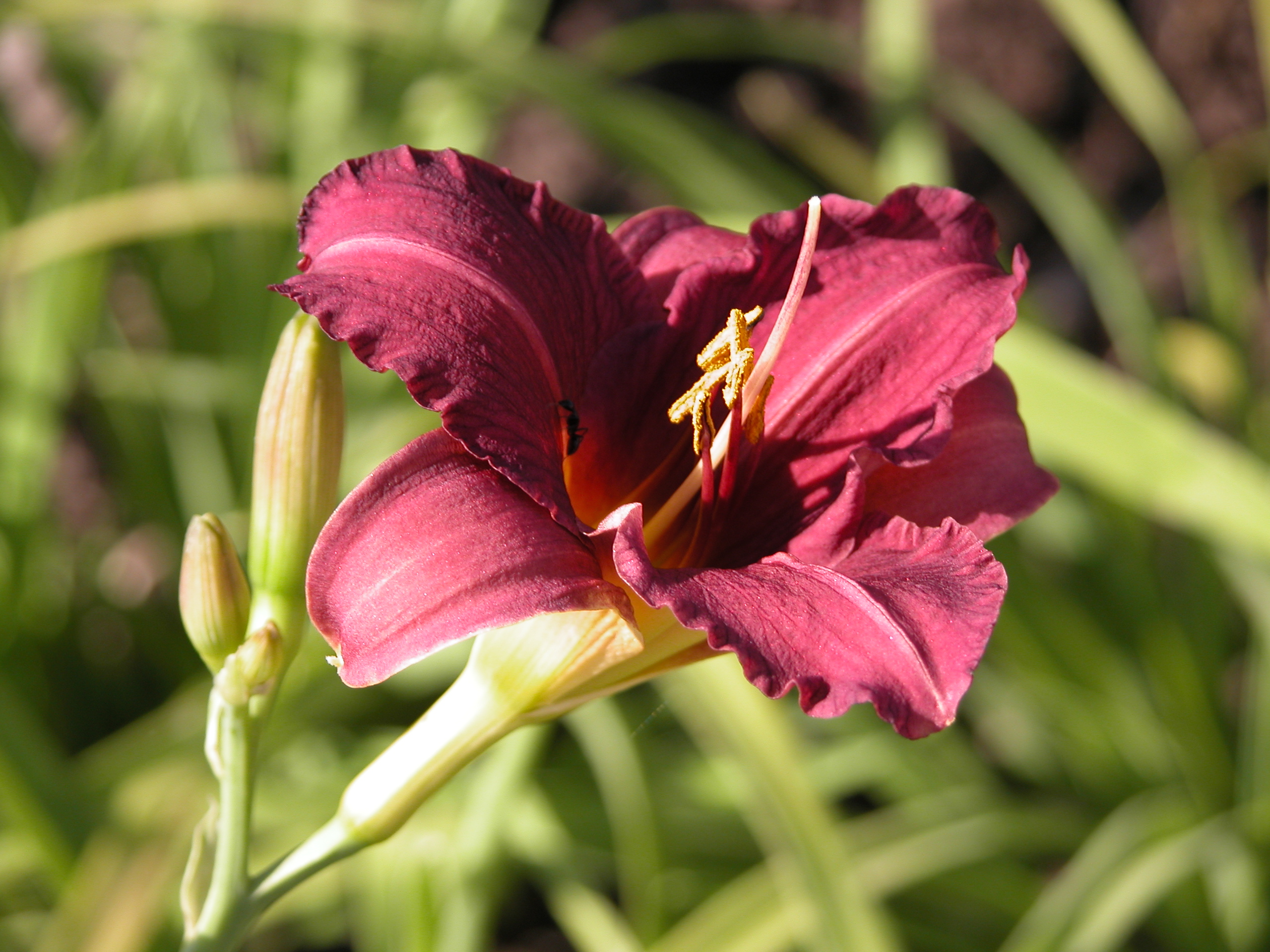 Daylilies That Bloom in Fall - Laidback Gardener