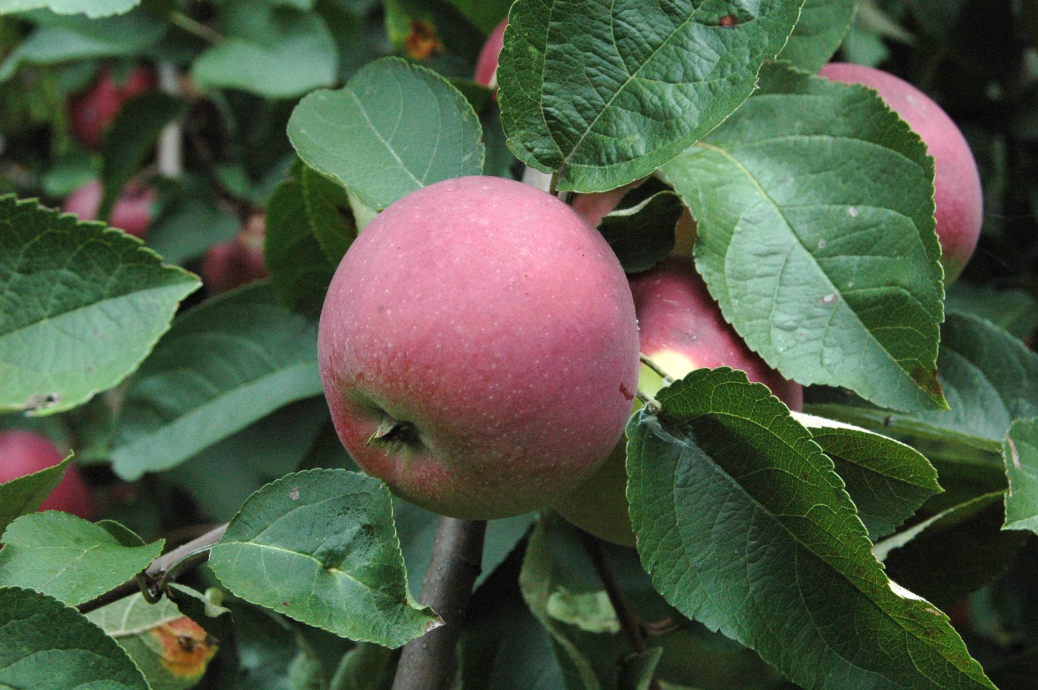 These Apple Trees That Do Not Have Diseases - Laidback Gardener