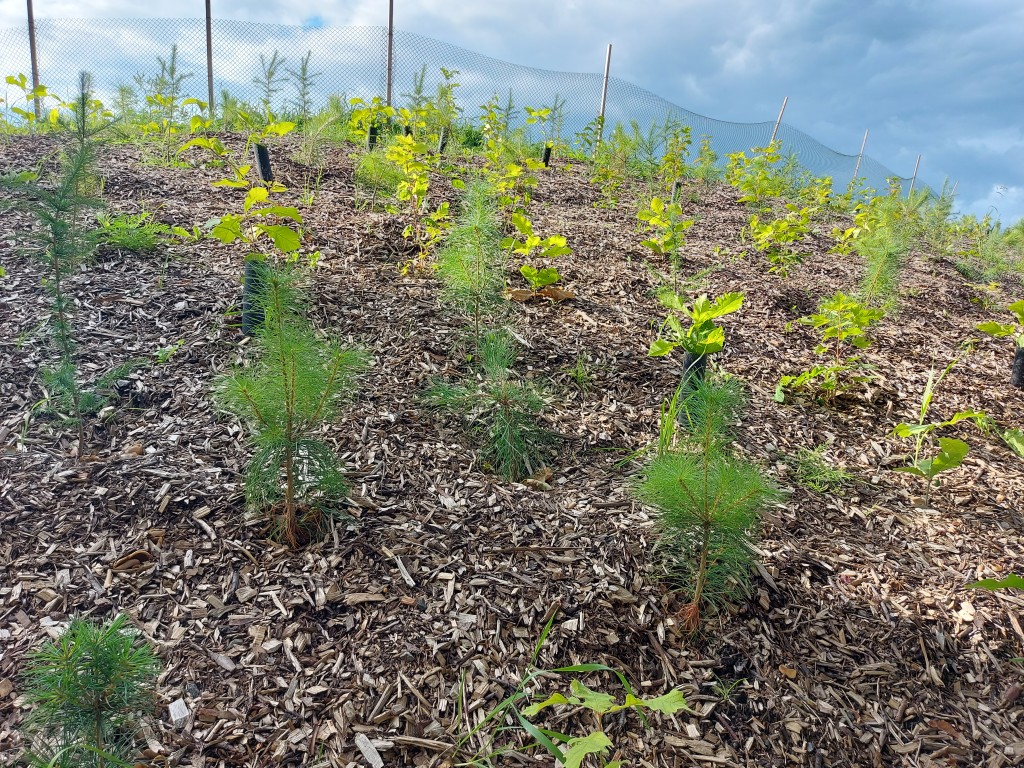 The Mini-Forests of Miyawaki - Laidback Gardener