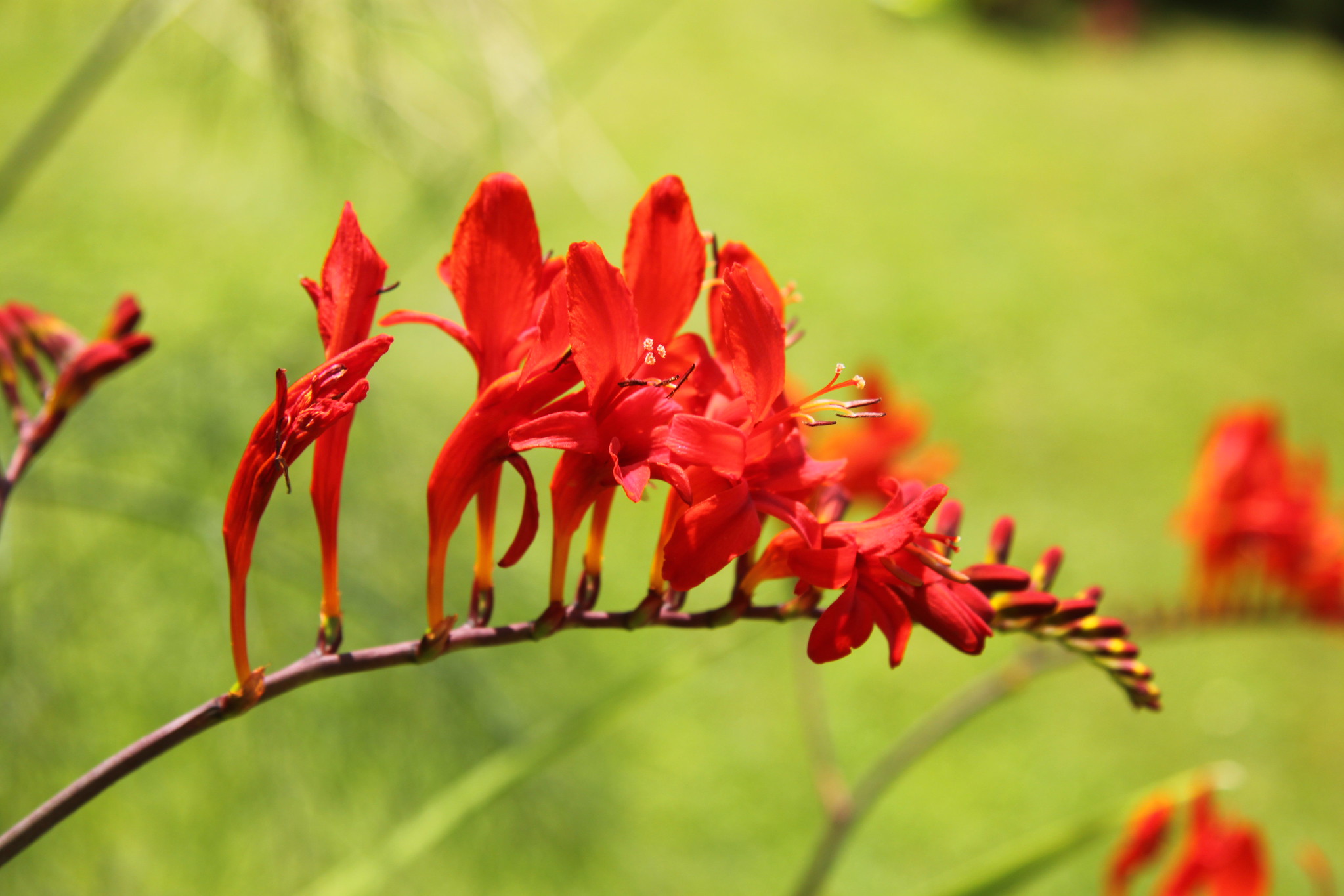 Will Crocosmia Lucifer Grow In Shade
