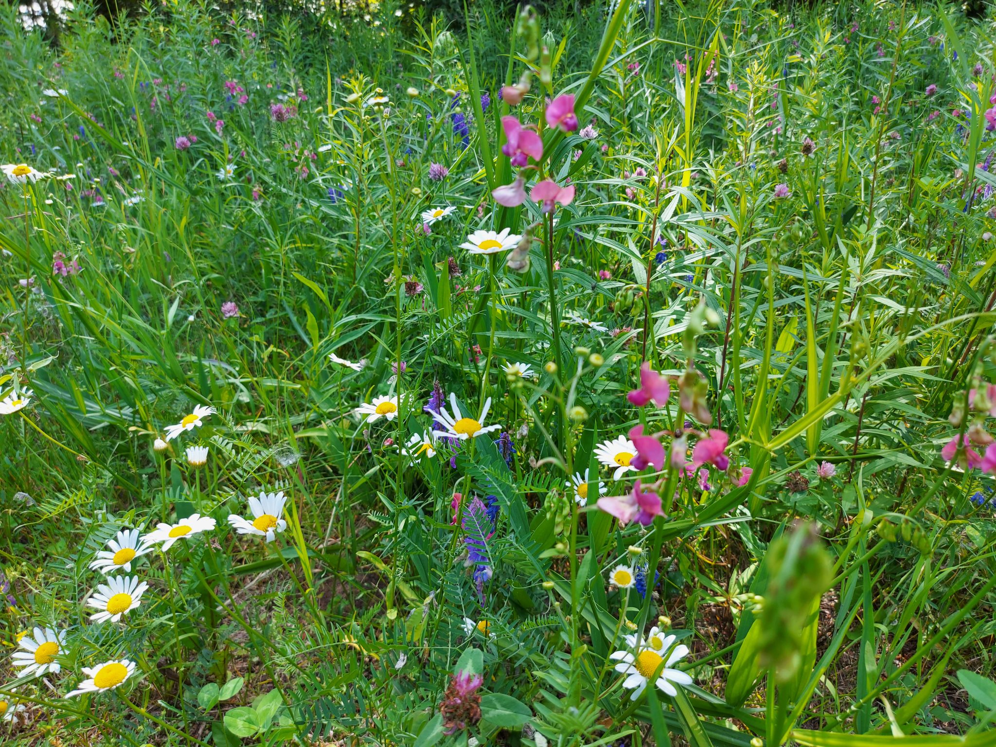 Create a Field of Flowers With Native and Naturalized Plants - Laidback ...
