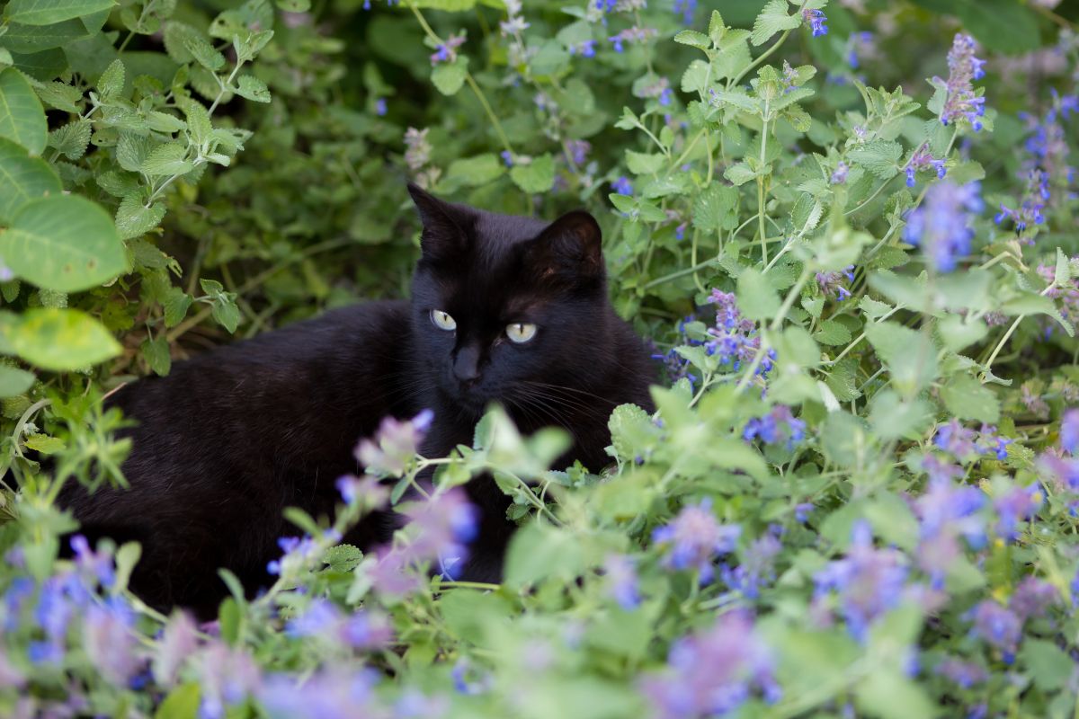 Keep Kitty Happy: Grow Catnip - Laidback Gardener