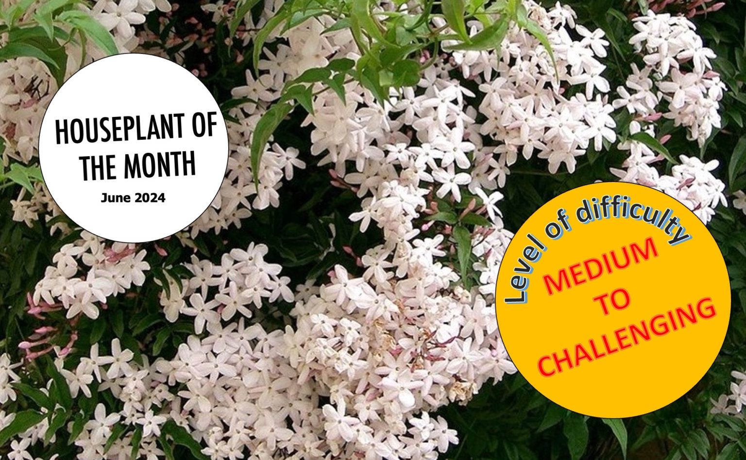 Jasmine: Origin, Varieties and Growing Tips - Laidback Gardener
