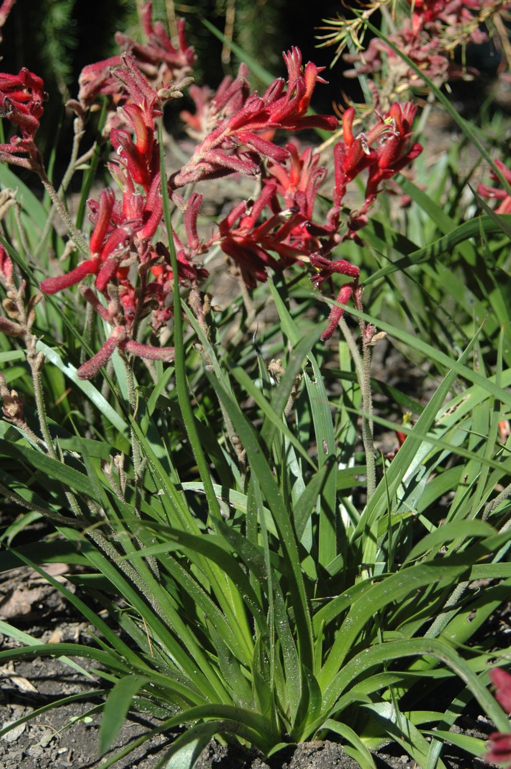 The Kangaroo Paw: Too Easy! - Laidback Gardener