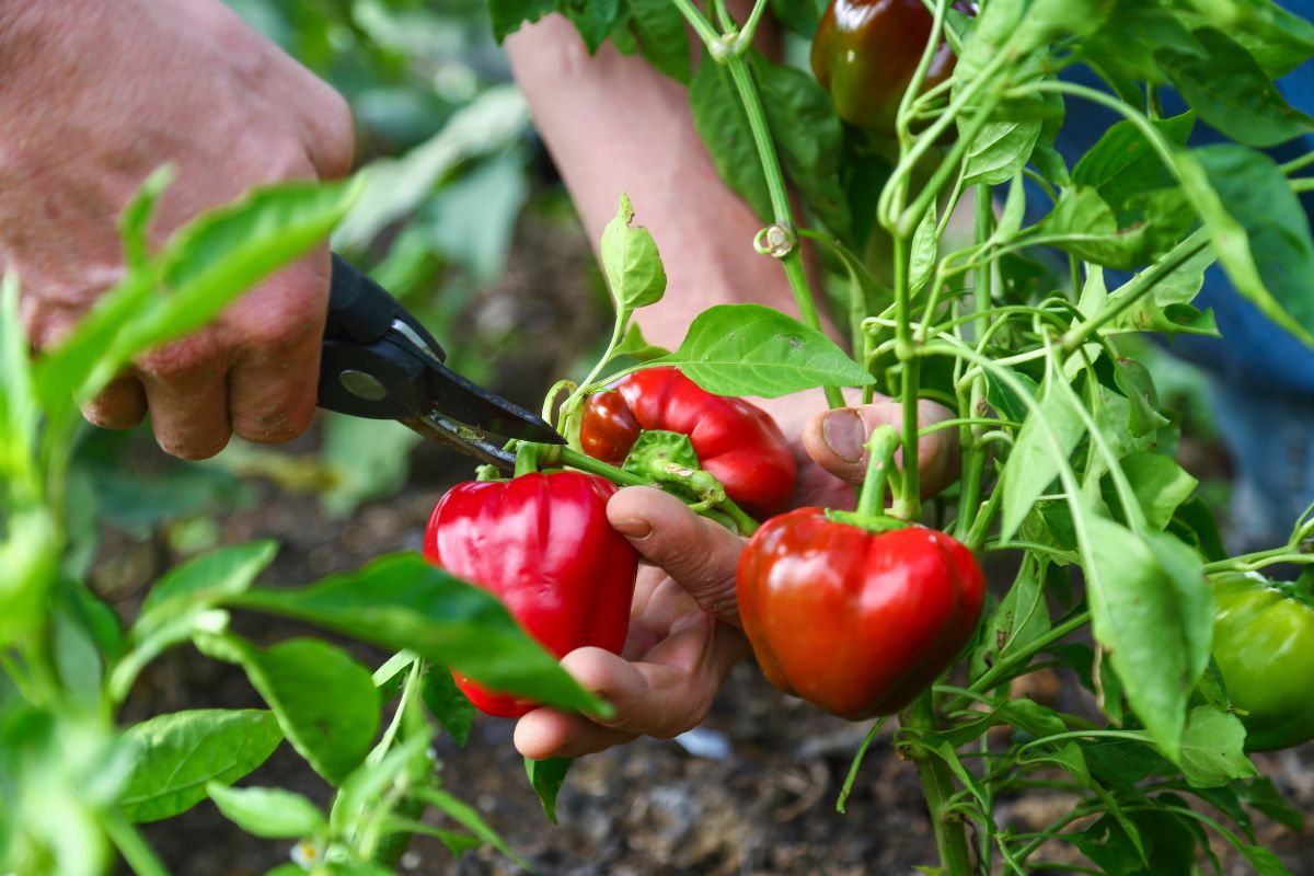 Laidback Gardening: What to Do in August? - Laidback Gardener