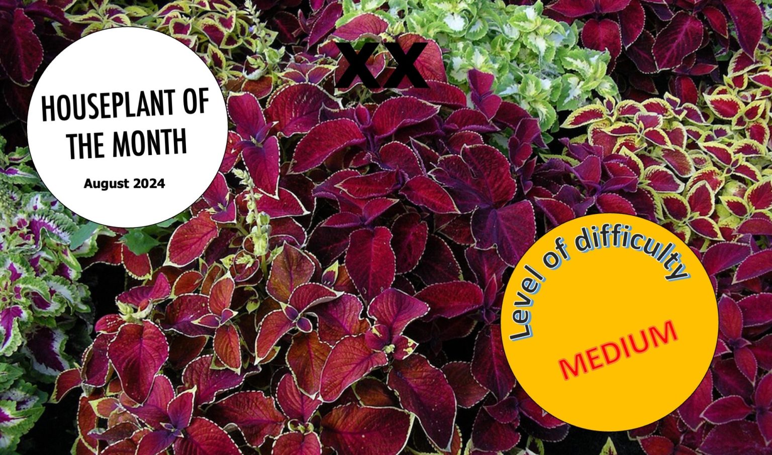 Coleus: Origin, Varieties and Growing Tips - Laidback Gardener