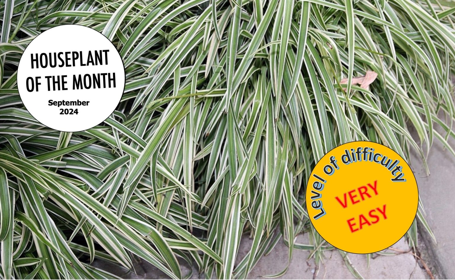 Spider Plant: Origin, Varieties and Growing Tips - Laidback Gardener
