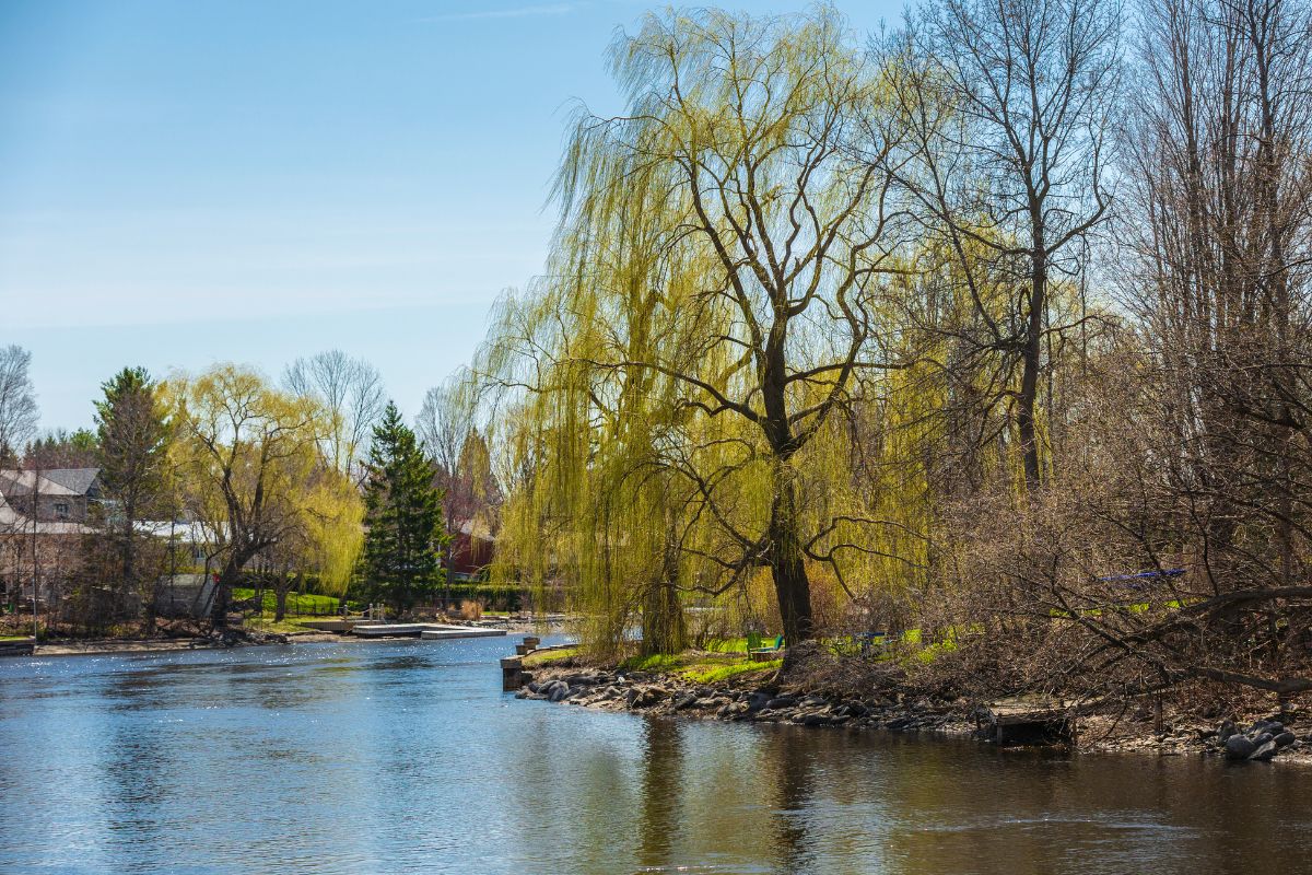 Trees, Our Allies Against Flooding - Laidback Gardener
