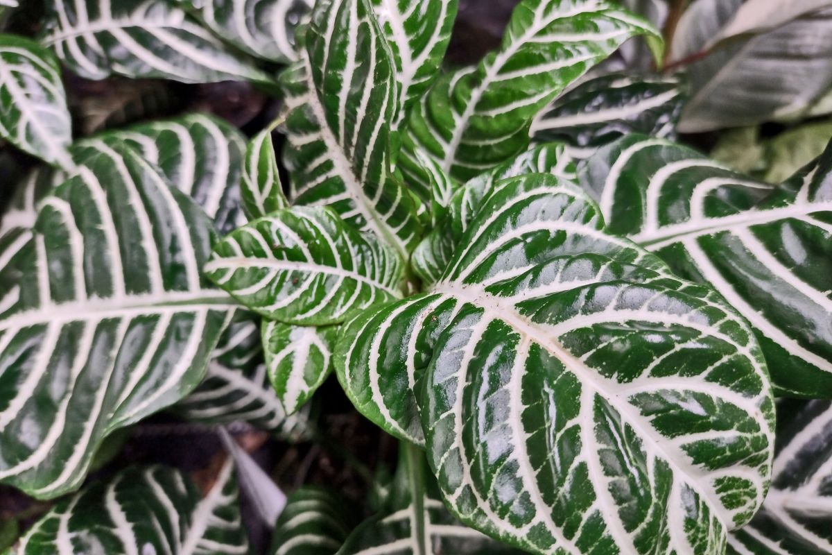 Zebra Plant: Origin, Varieties and Growing Tips - Laidback Gardener