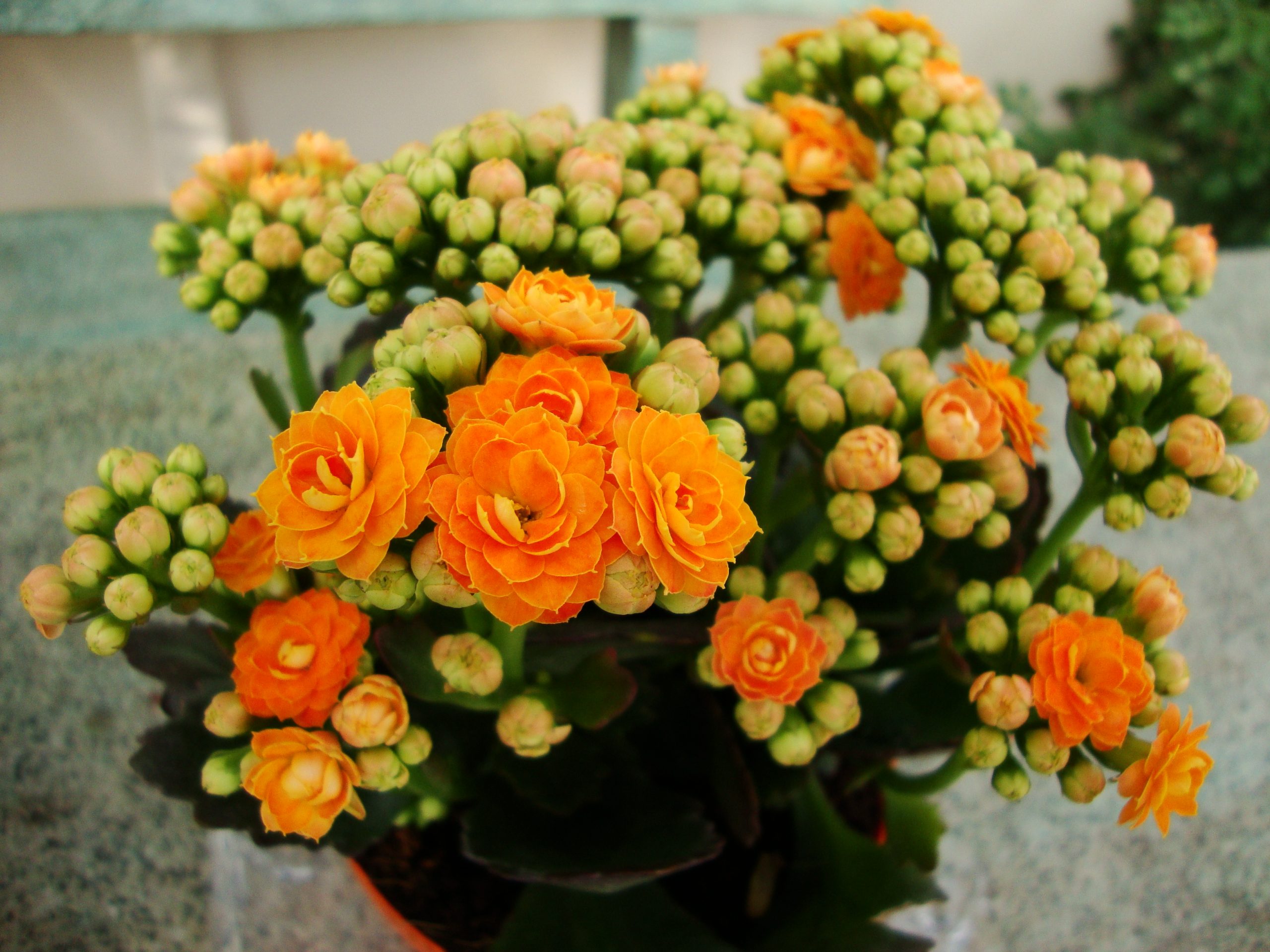 Calandiva®: The Story of a New Kind of Kalanchoe - Laidback Gardener