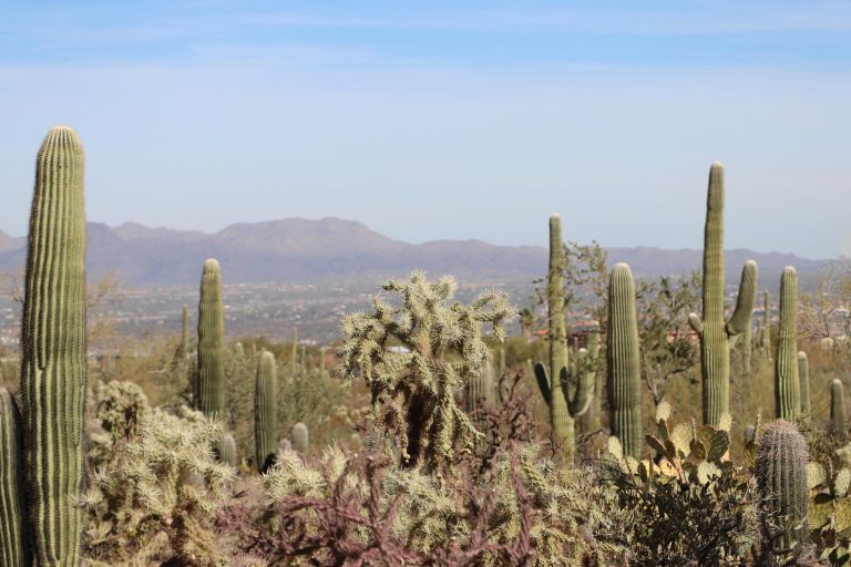 A Short Introduction to the Wonderful World of Cacti - Laidback Gardener
