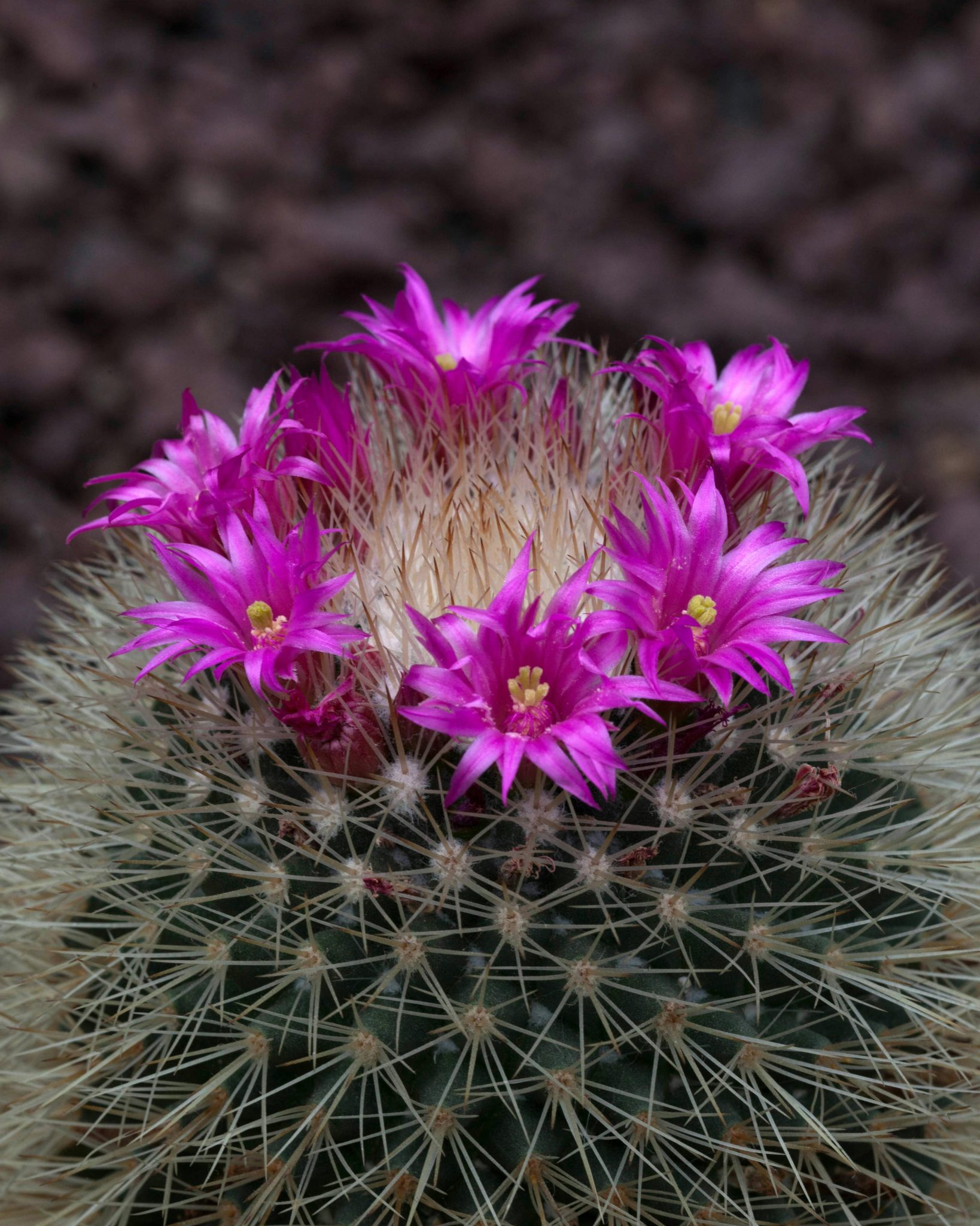 A Short Introduction to the Wonderful World of Cacti - Laidback Gardener