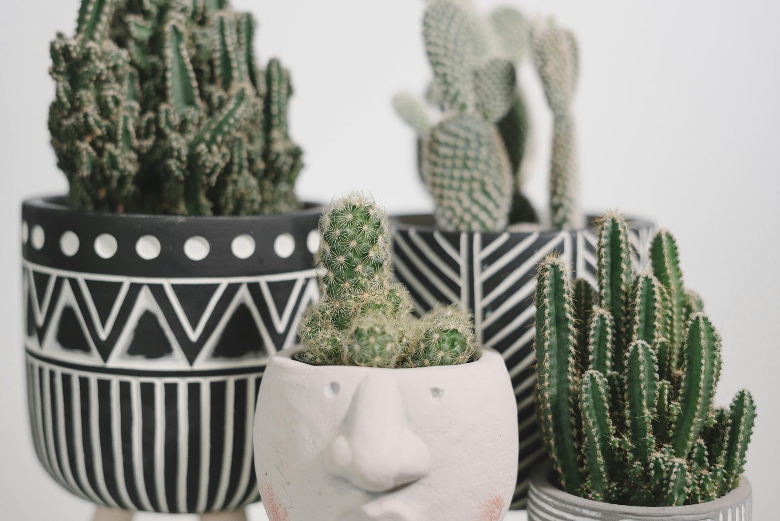 A Short Introduction to the Wonderful World of Cacti - Laidback Gardener