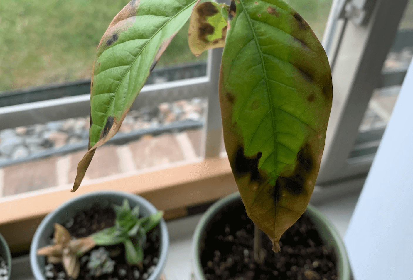 Browning Leaves on an Indoor Avocado - Laidback Gardener