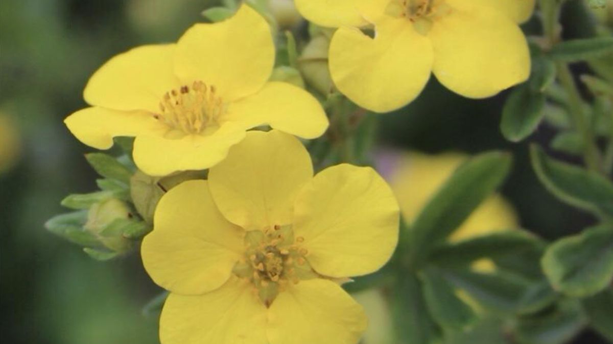Discovering Botanical Families: Rosaceae - Laidback Gardener