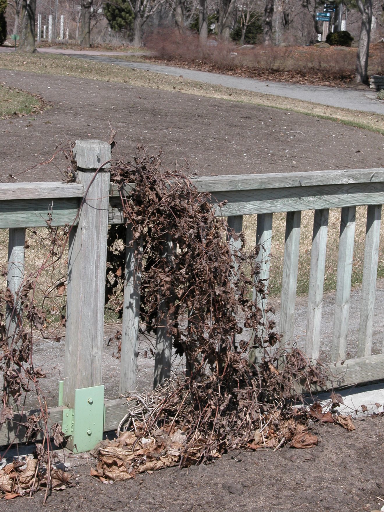 Understanding Clematis Pruning - Laidback Gardener