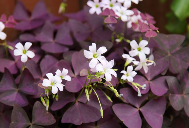 Oxalis: Origin, Varieties and Growing Tips - Laidback Gardener
