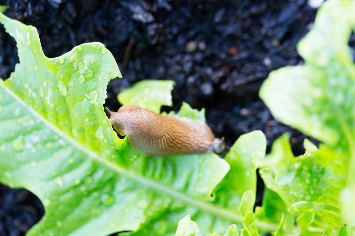 Down With Slugs! - Laidback Gardener