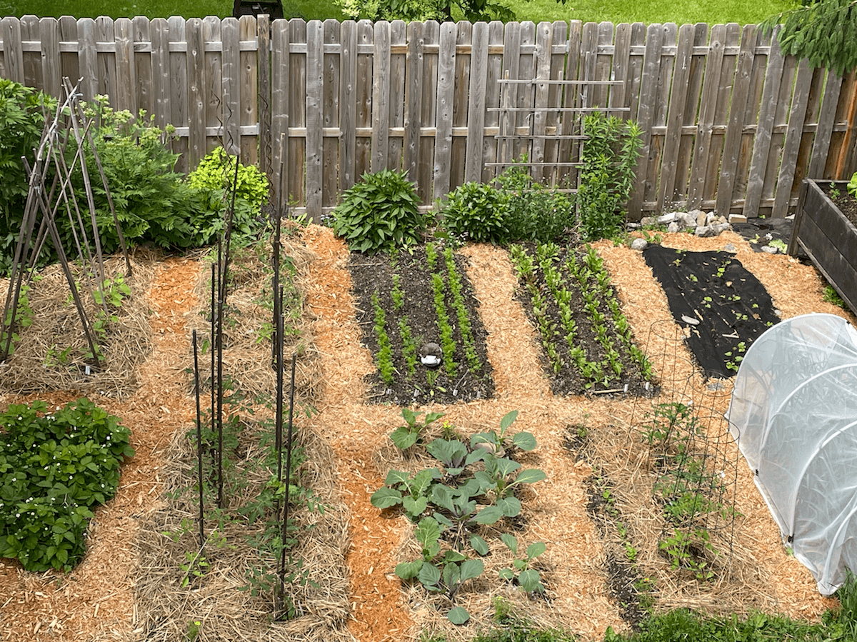 The 5 Steps To Take When Damage Occurs in Your Vegetable Garden ...