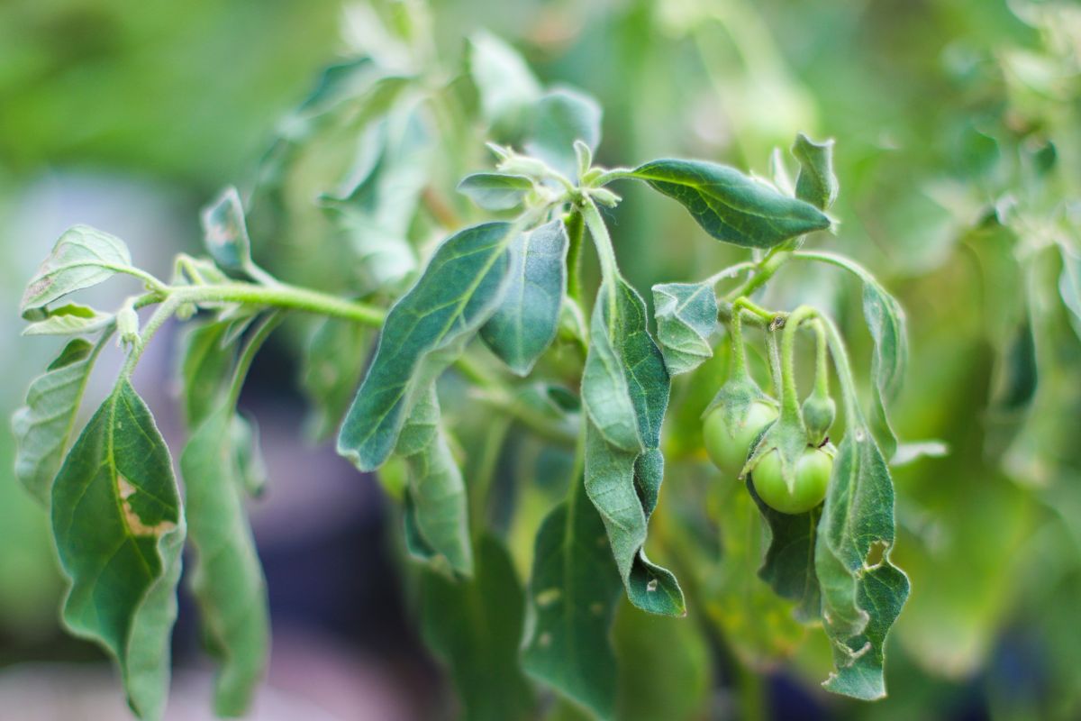 Plant Troubleshooting Archives - Laidback Gardener
