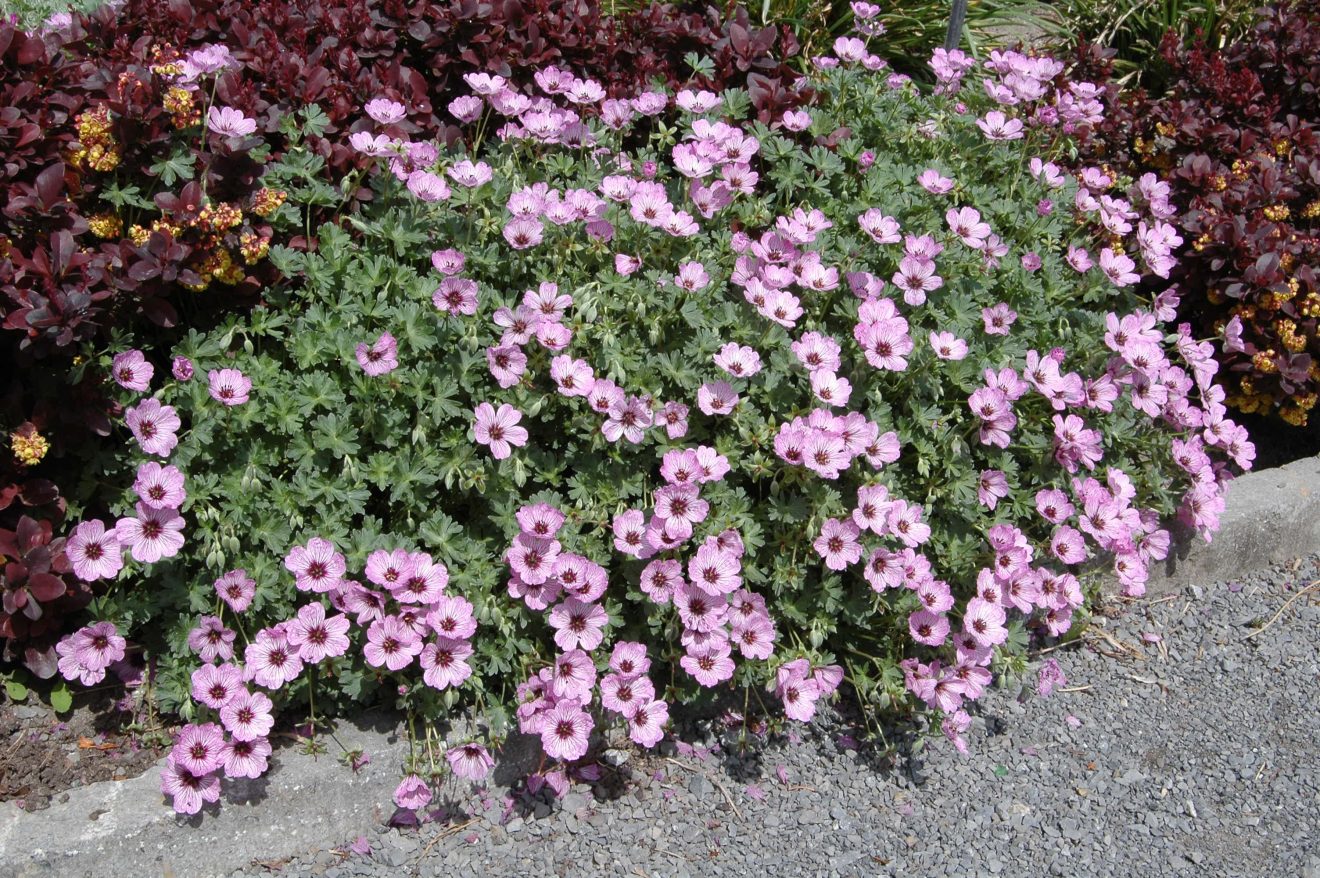 Hardy Geraniums Are Missing in Your Garden! - Laidback Gardener