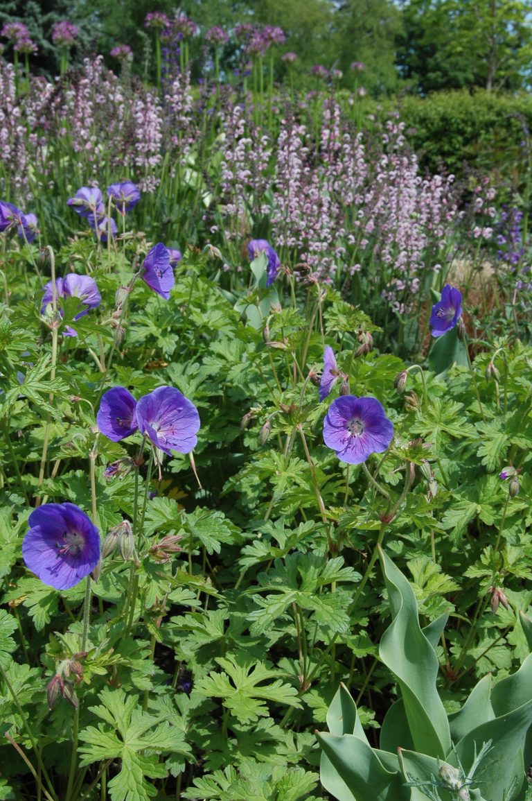 Hardy Geraniums Are Missing in Your Garden! - Laidback Gardener