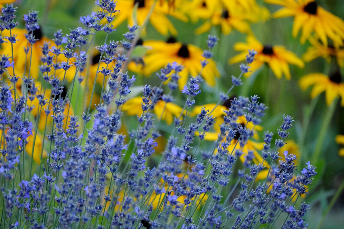 New Plant Hardiness Map for Canada - Laidback Gardener