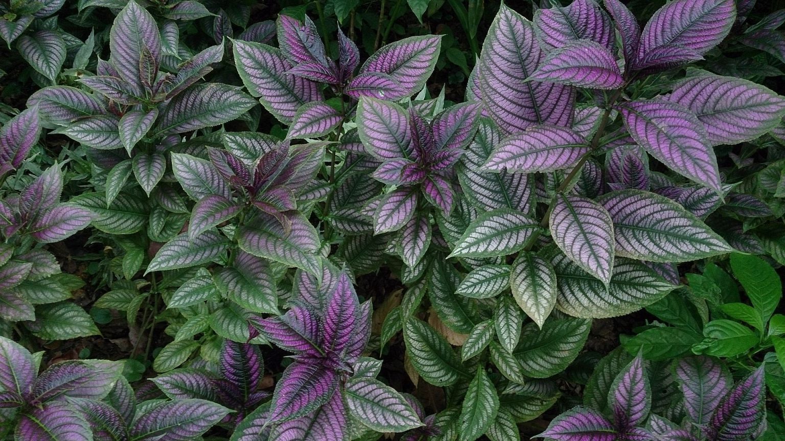 Persian Shield: Origin, Varieties, and Growing Tips - Laidback Gardener