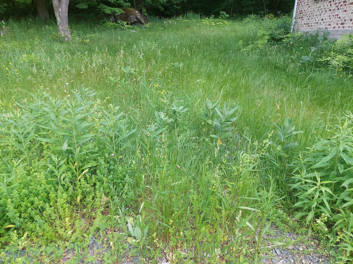 Ecological Succession Explained: Why Do Some Plants Arrive Before ...