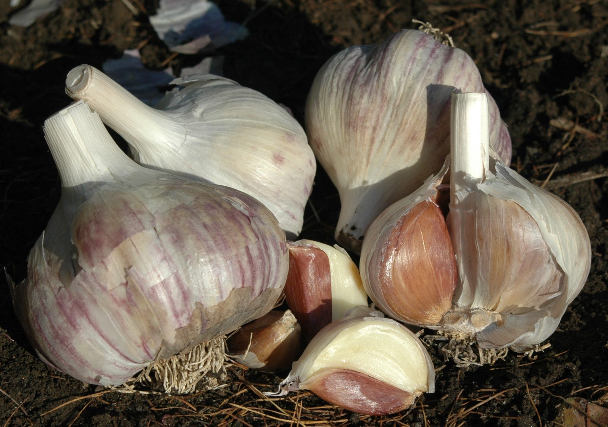 Plant garlic! - Laidback Gardener