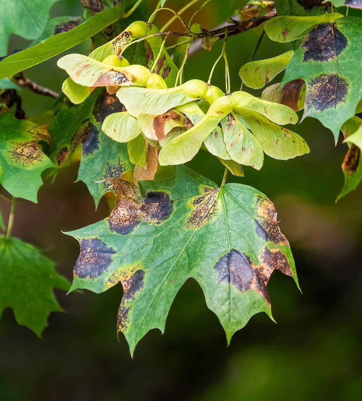 Answers to Your Questions: Disease on Maple Trees and Apple Scab ...